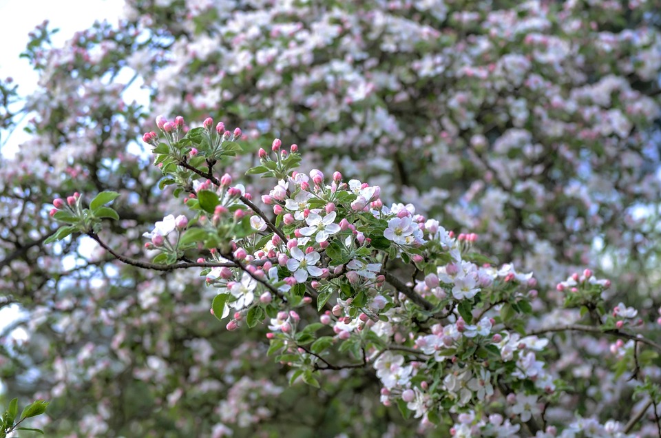 Blumen Apfelbaum Baumfrucht - Kostenloses Foto auf Pixabay - Pixabay