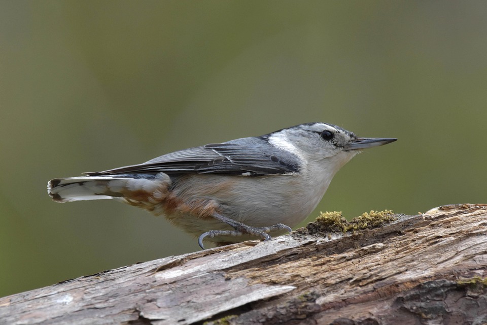 Bird White-Breasted Nuthatch - Free photo on Pixabay