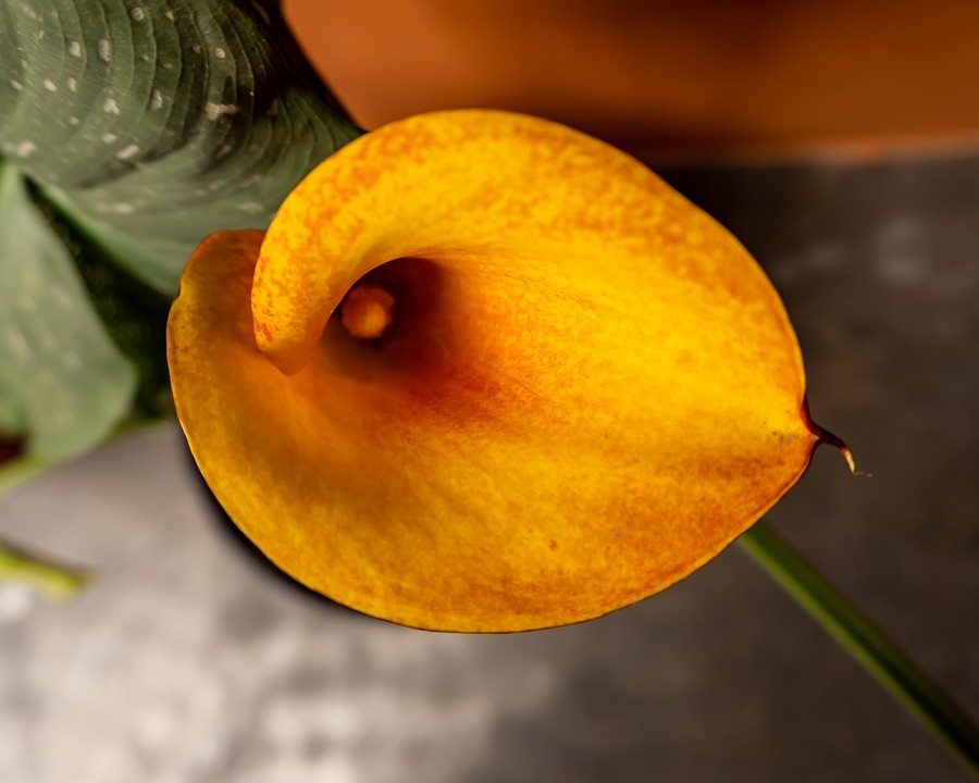 Alcatraz Fleur Nature - Photo gratuite sur Pixabay - Pixabay