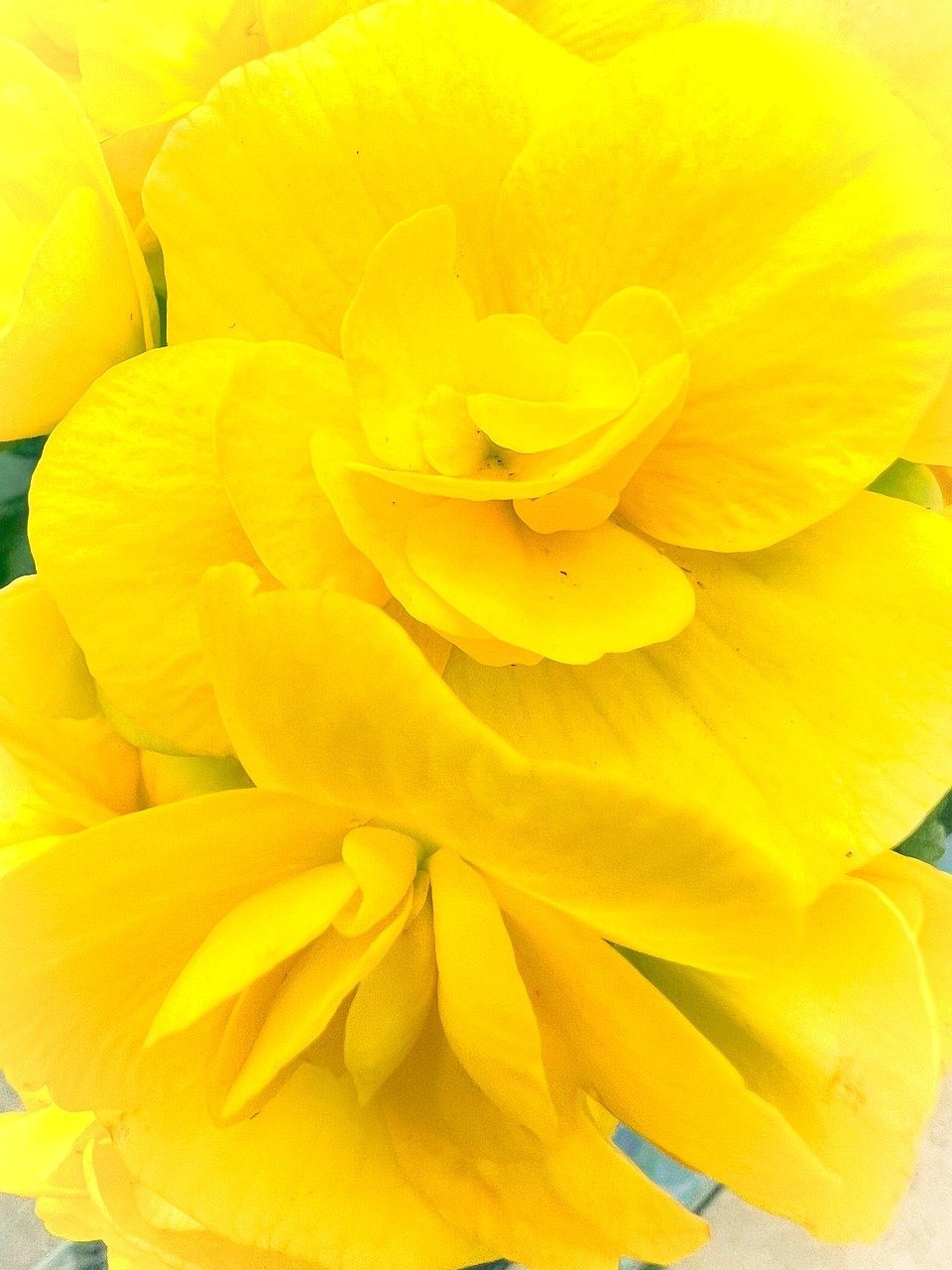 Beautiful Yellow Flower - Free photo on Pixabay - Pixabay