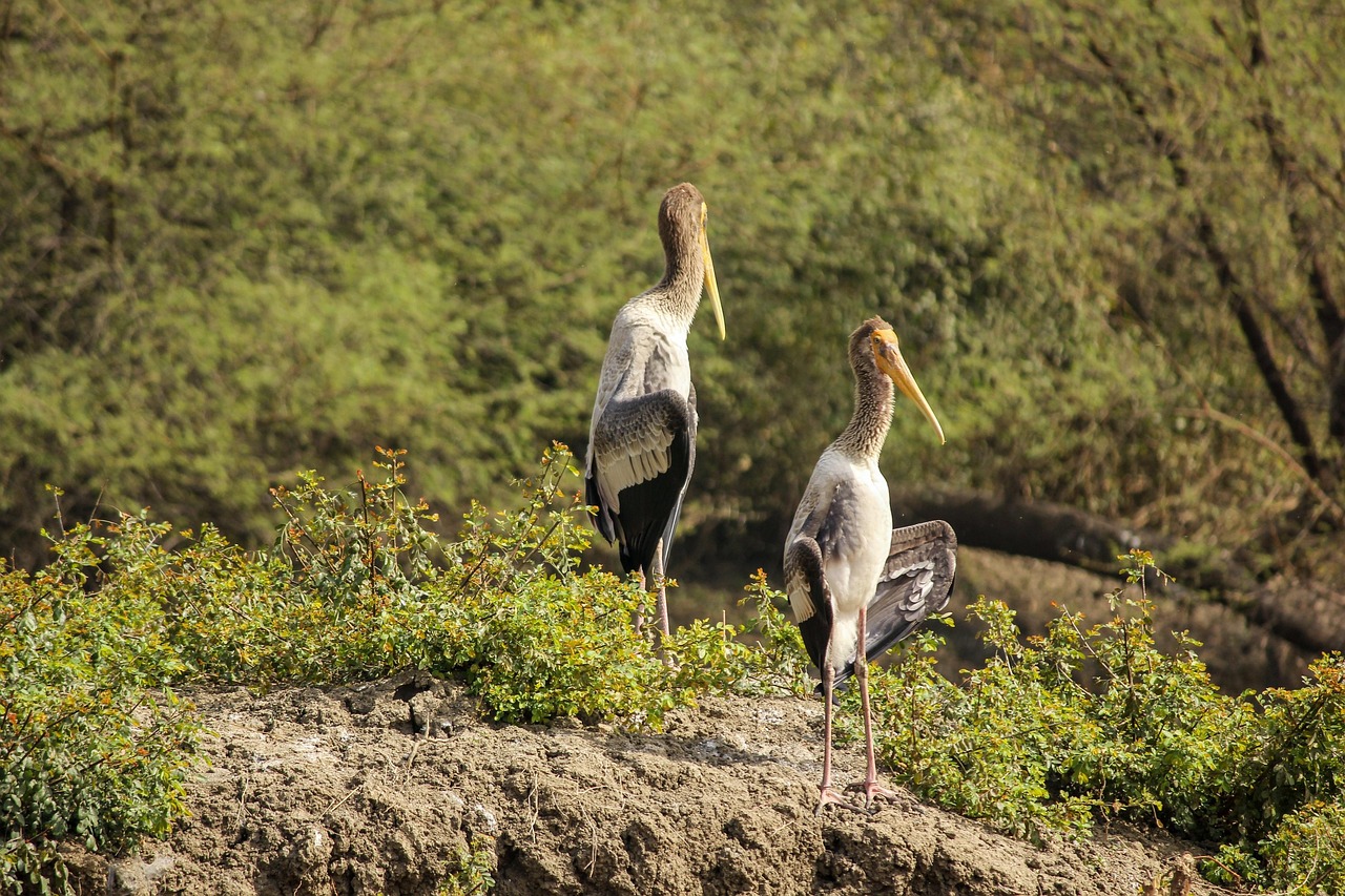 Birds Stork Ornithology - Free photo on Pixabay - Pixabay