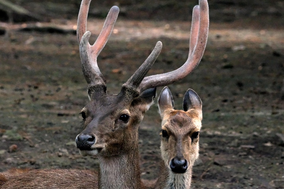 Animal Deer Mammal - Free photo on Pixabay - Pixabay