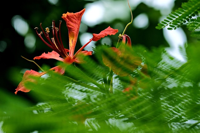 Flower Flora Royal Poinciana - Free photo on Pixabay