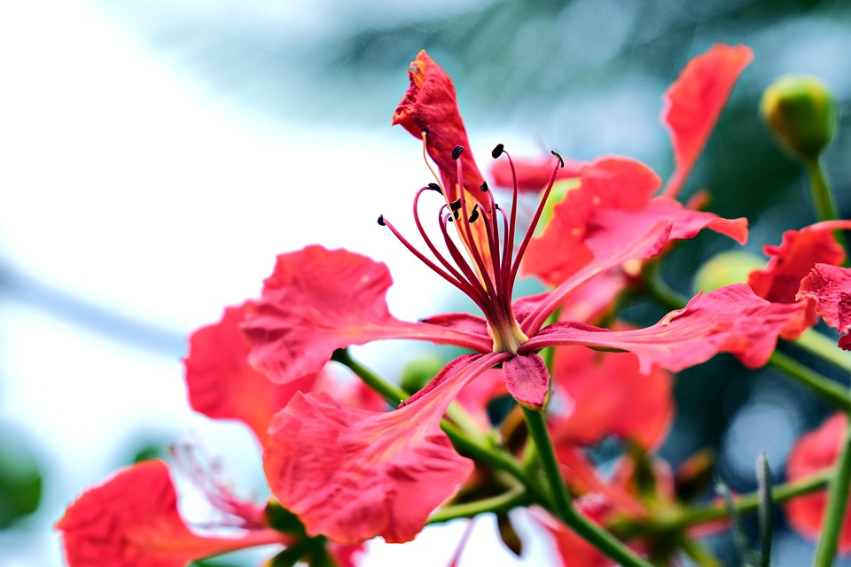 Flowers Royal Poinciana Flora - Free photo on Pixabay - Pixabay