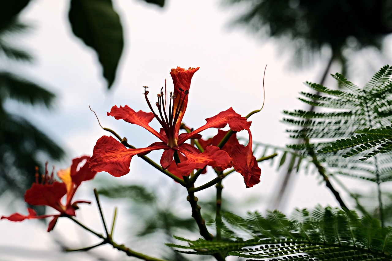 1+ Free Royal Pointciana & Flower Images - Pixabay