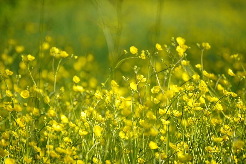 Flowers Botany Field - Free photo on Pixabay
