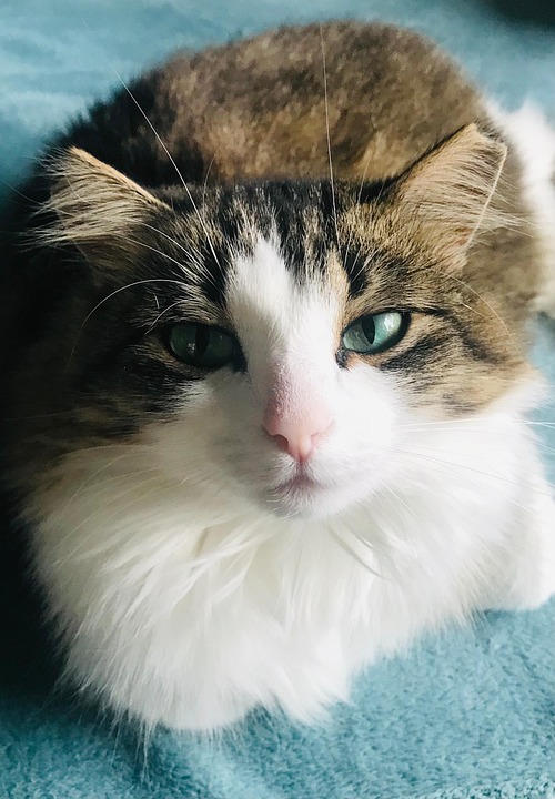 Cat Chat Mignon Yeux De - Photo gratuite sur Pixabay - Pixabay