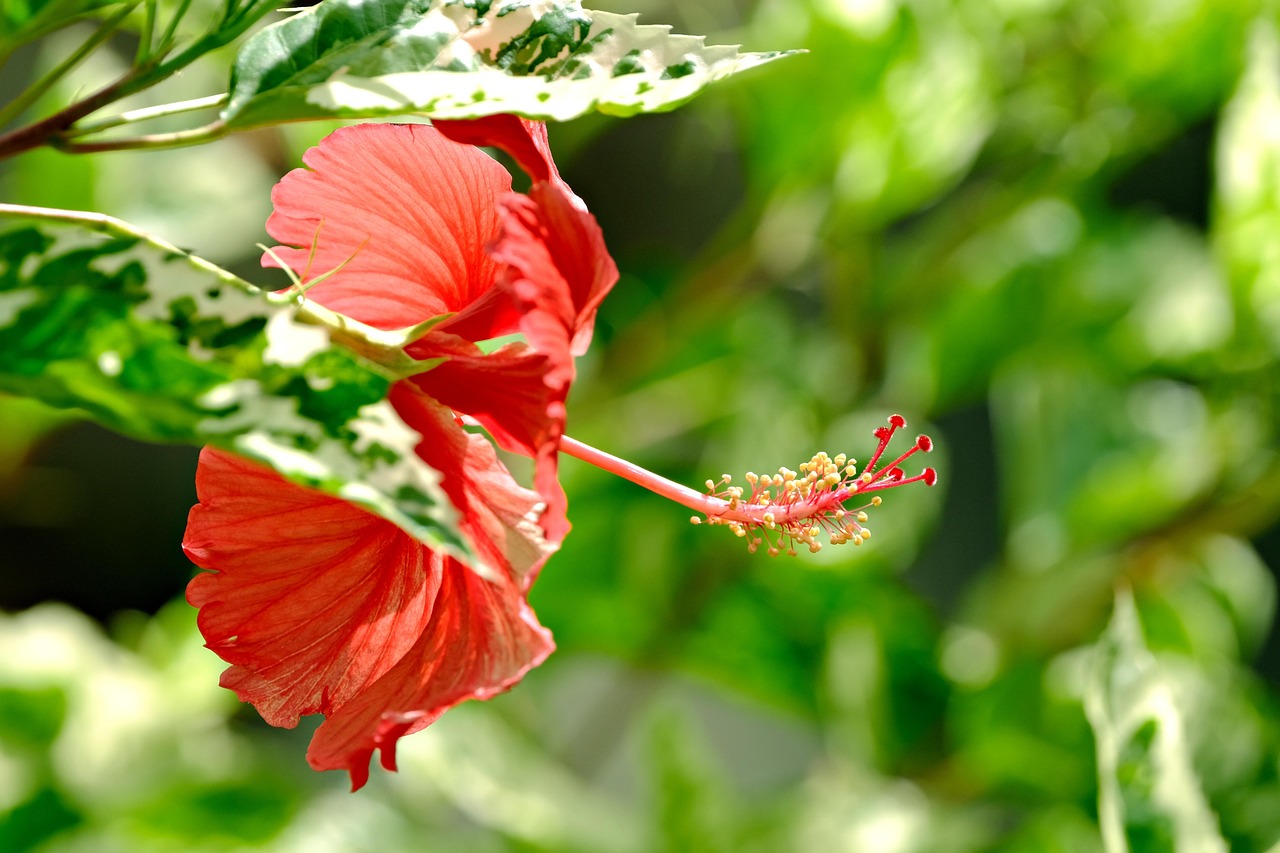 Hibiscus Fleur Plantes - Photo gratuite sur Pixabay - Pixabay