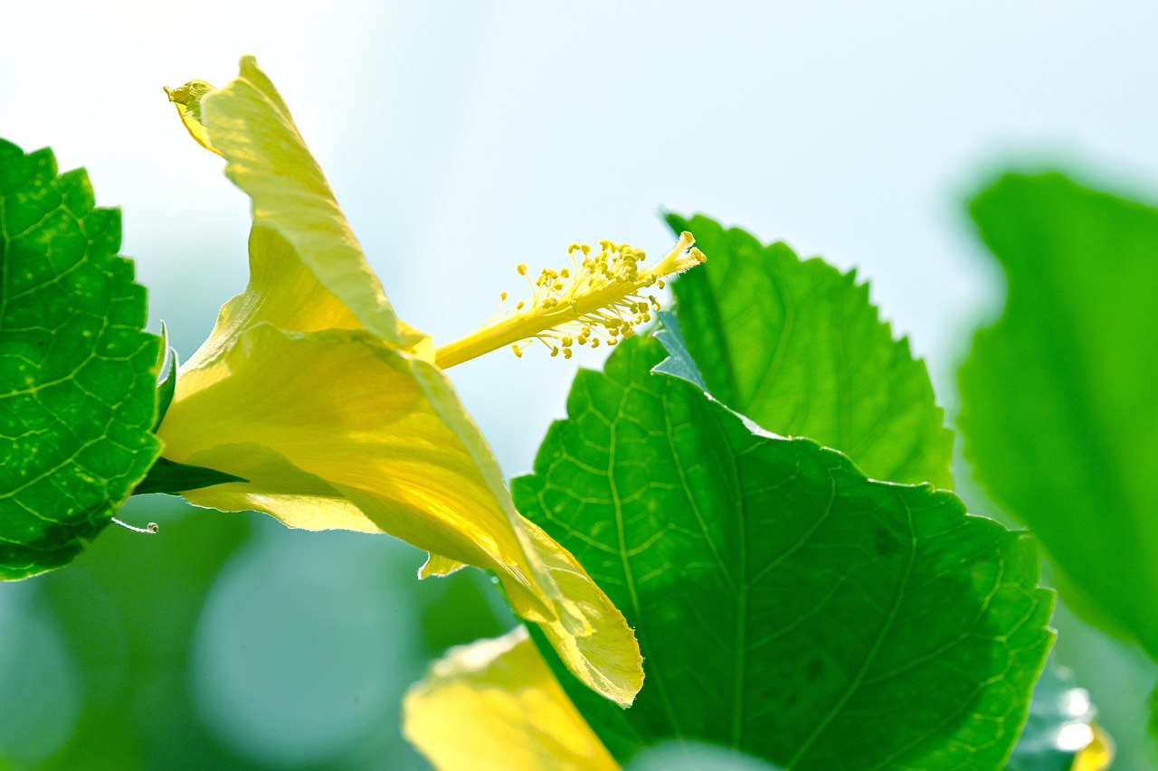 Hibiscus Fleur Plantes - Photo gratuite sur Pixabay