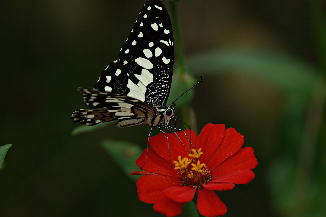 Insect Vlinder Bestuiving - Gratis foto op Pixabay - Pixabay