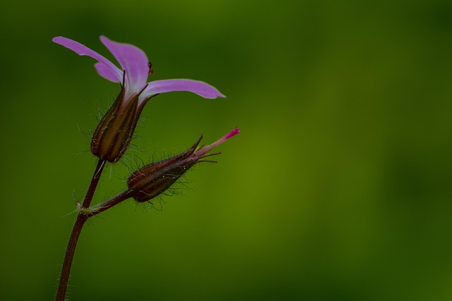 Herb Robert Purple Flower - Free photo on Pixabay