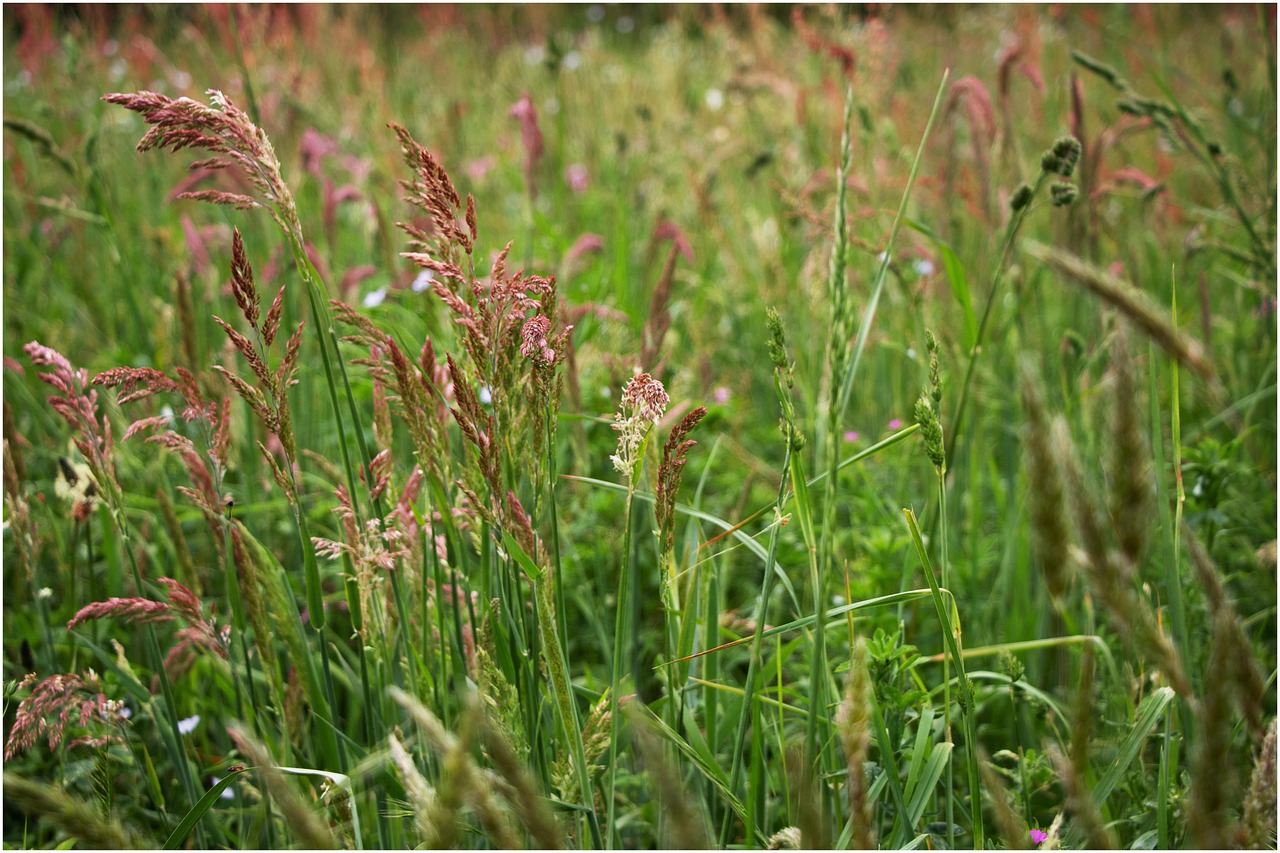 Nature Sol Herbes Des - Photo gratuite sur Pixabay - Pixabay