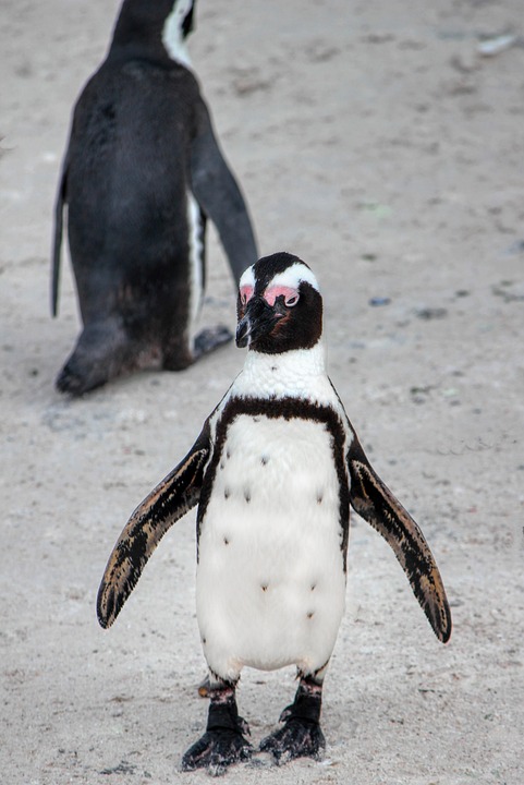 Bird Penguin Ornithology - Free photo on Pixabay - Pixabay