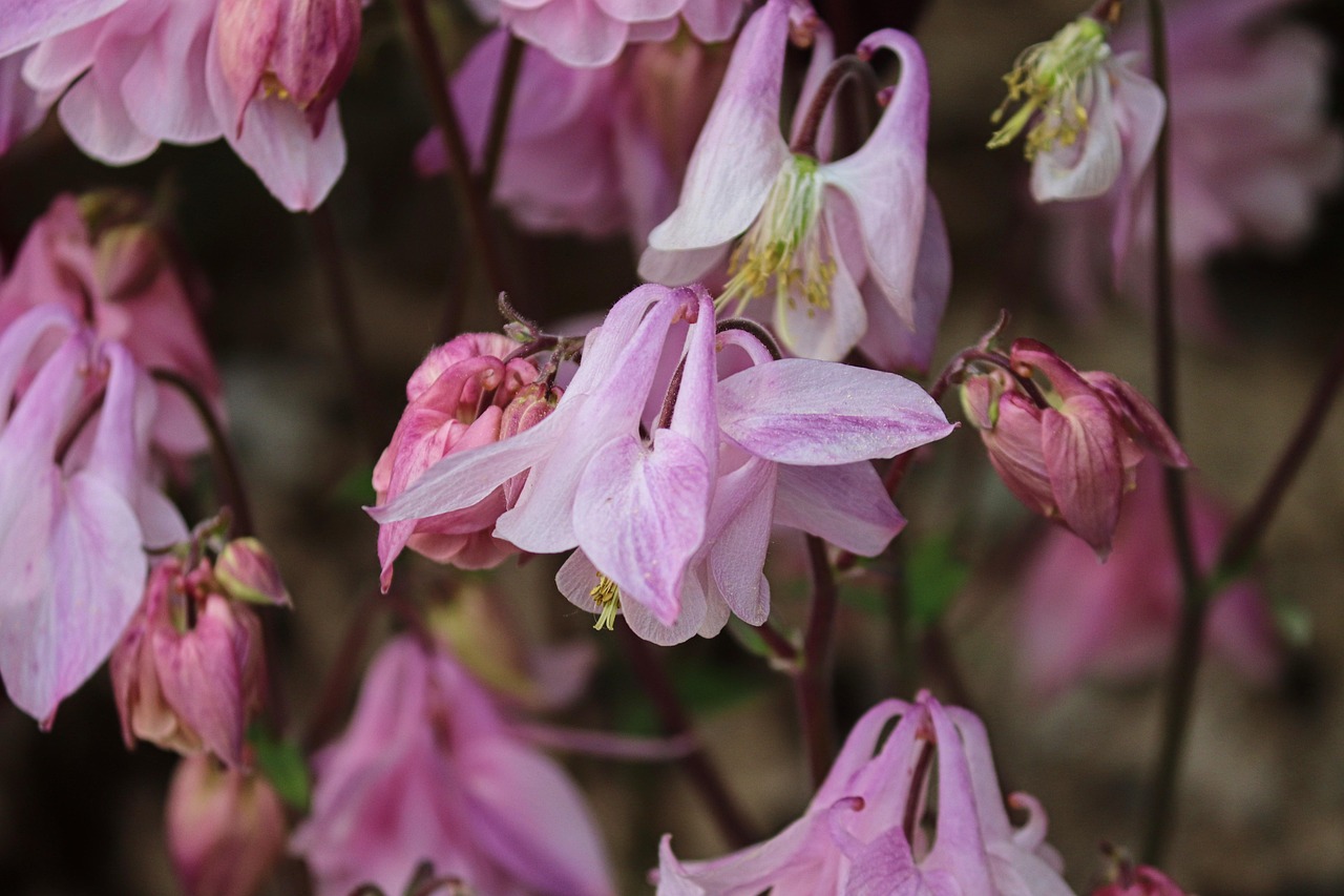 Plus de 500 images de Ancolie et de Belles Fleurs - Pixabay