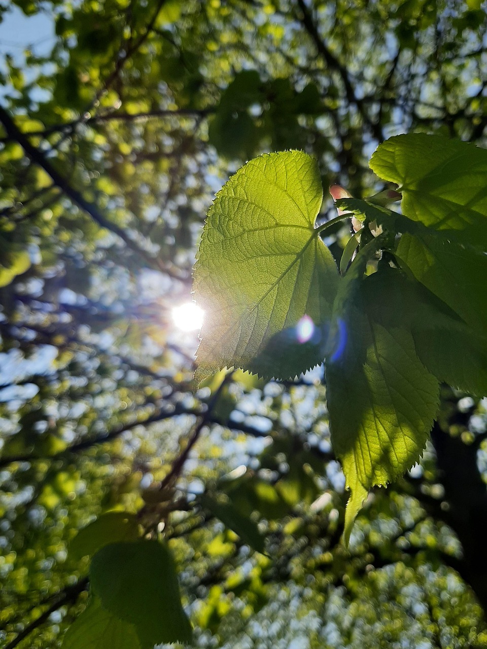 Nature Soleil Feuilles - Photo gratuite sur Pixabay - Pixabay