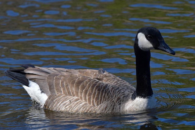 Vogel Kanada Gans Vogelkunde - Kostenloses Foto auf Pixabay - Pixabay