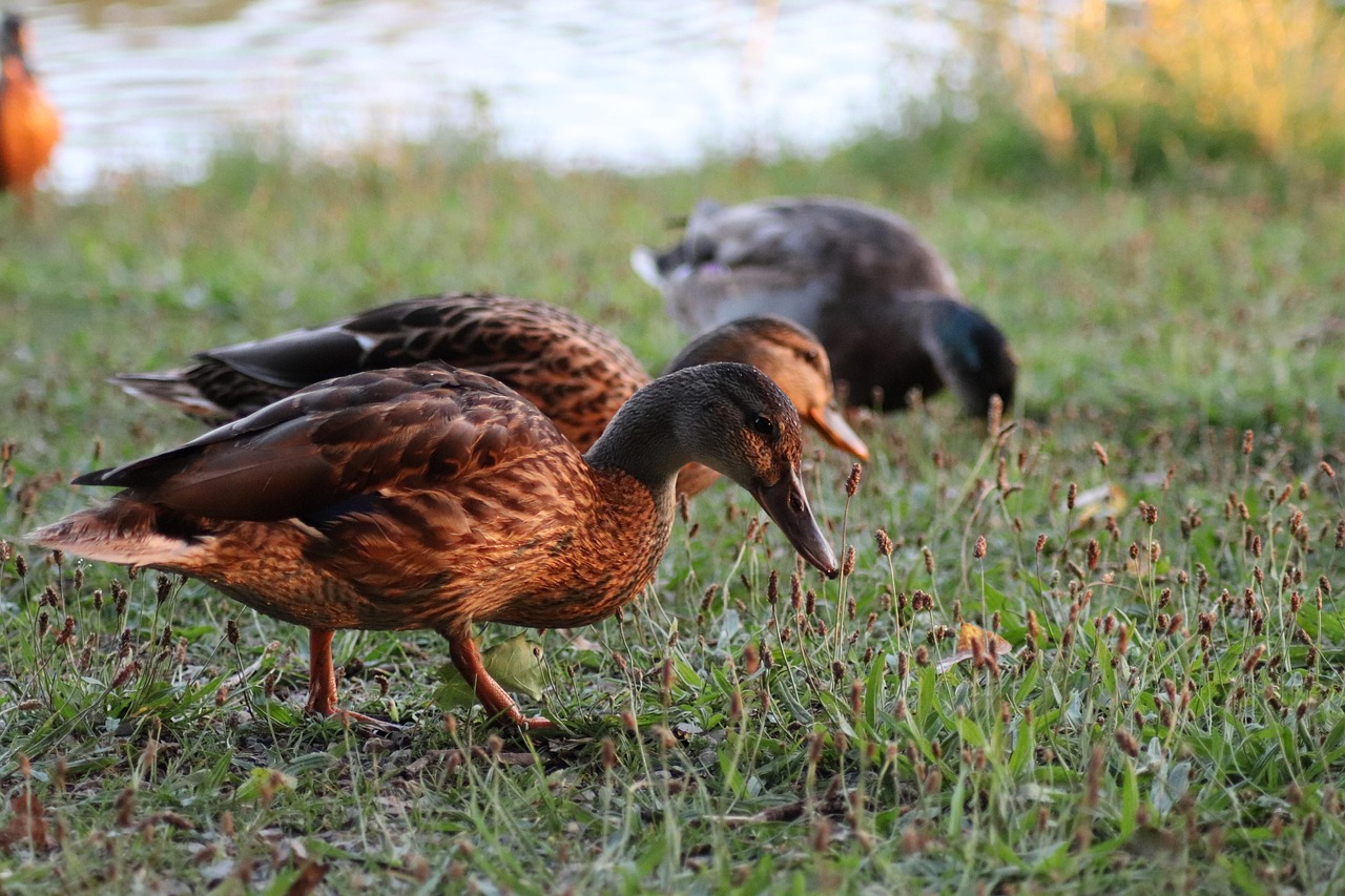Ducks Birds Animals - Free photo on Pixabay - Pixabay
