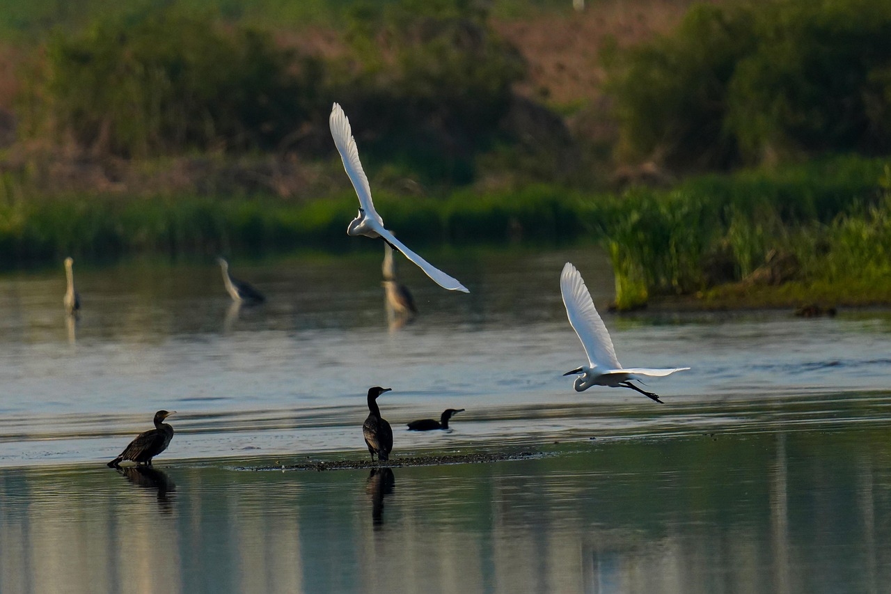 Aves Garza Común Ornitología - Foto gratis en Pixabay