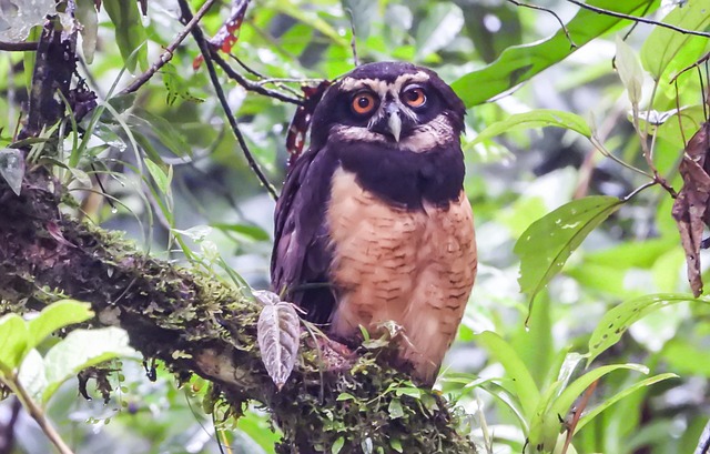 Oiseau Rapace Hibou - Photo gratuite sur Pixabay - Pixabay