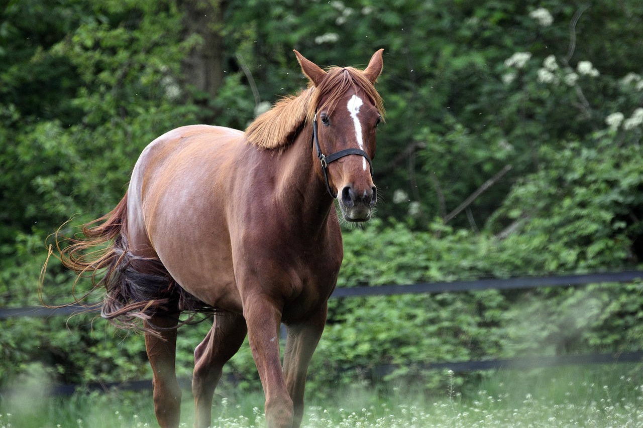 Page 30 - 20,000+ Best Free Horse Pictures & Images in HD - Pixabay