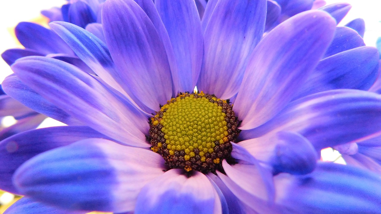 Flor Roxa Natureza - Foto gratuita no Pixabay - Pixabay