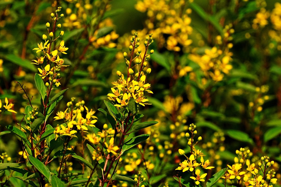 Golden Thryallis Flowers Plants - Free photo on Pixabay