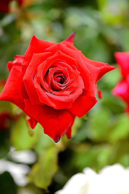 Bunga Mawar Merah - Foto gratis di Pixabay - Pixabay