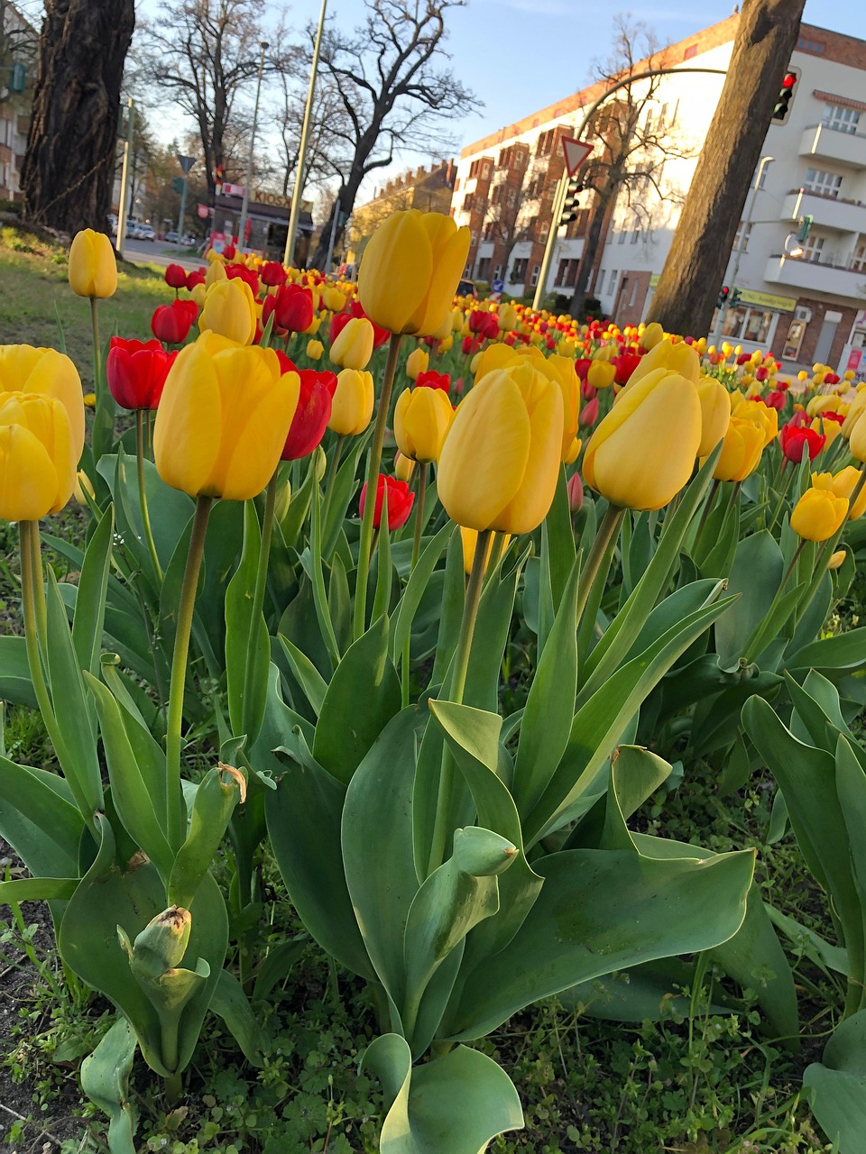 Flor Tulipas Primavera - Foto gratuita no Pixabay - Pixabay