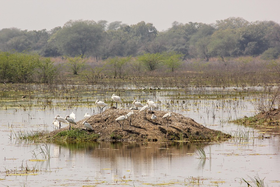 Spoonbills Wetland Lake - Free photo on Pixabay