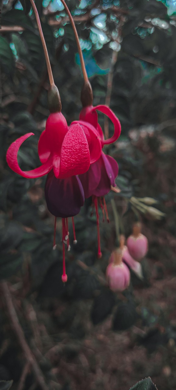 Fuchsia Hybride Fleur Plantes - Photo gratuite sur Pixabay - Pixabay