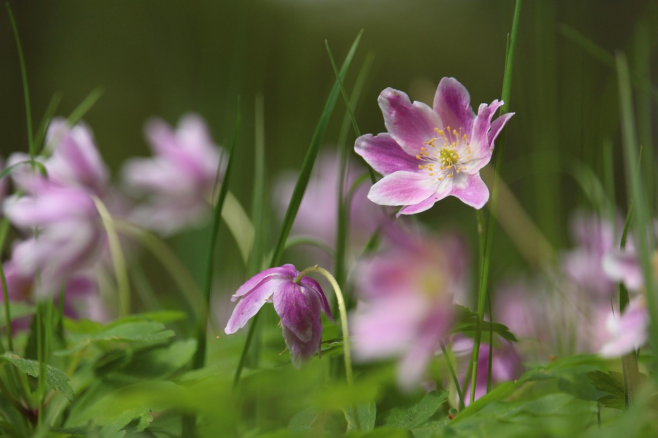 Prairie Fleurie Fleur De Forêt - Photo gratuite sur Pixabay - Pixabay