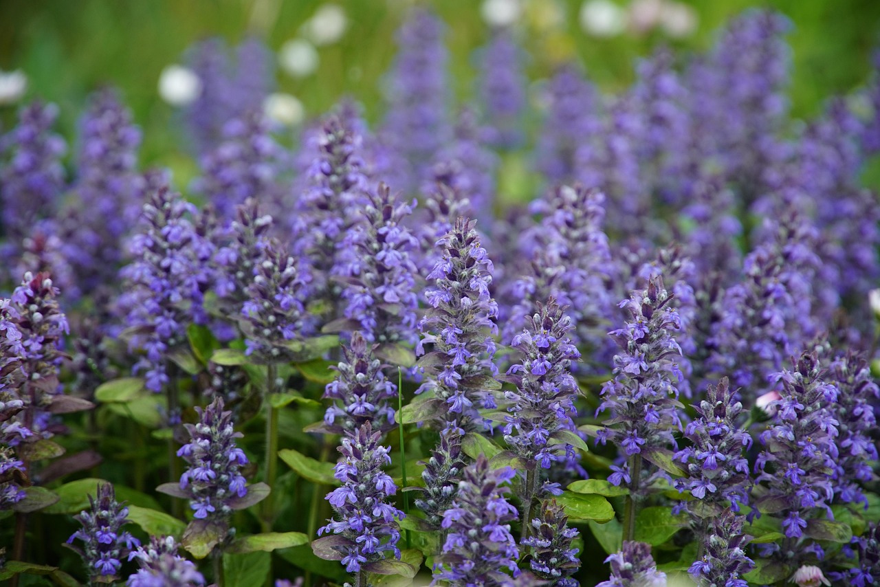Flores Prado Cama De - Foto gratis en Pixabay - Pixabay