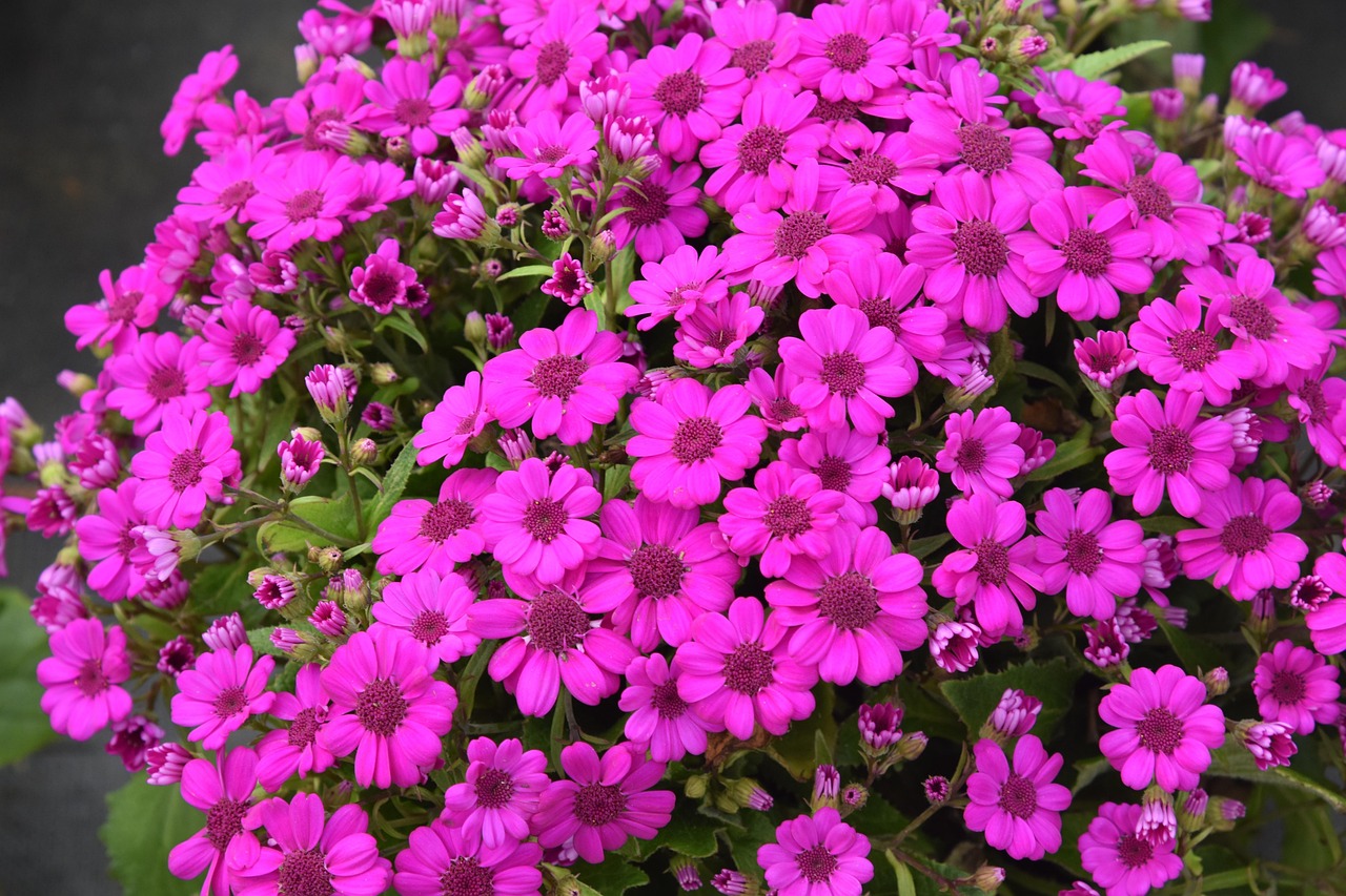 Flowers Pot Of Plants - Free photo on Pixabay - Pixabay