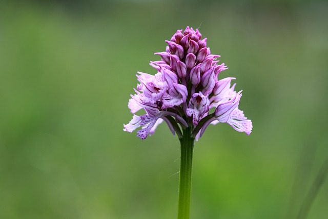 Flower Orchid Meadow Vad - Free photo on Pixabay