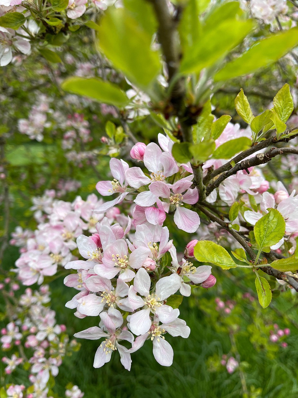 Fleurs Fleurir Pommetier - Photo gratuite sur Pixabay - Pixabay