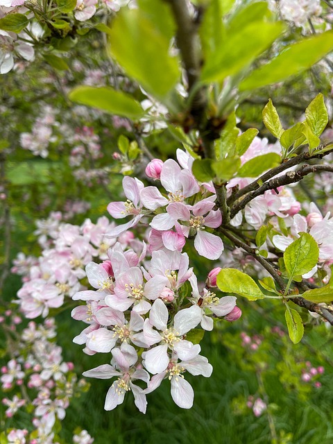 Fleurs Fleurir Pommetier - Photo gratuite sur Pixabay - Pixabay