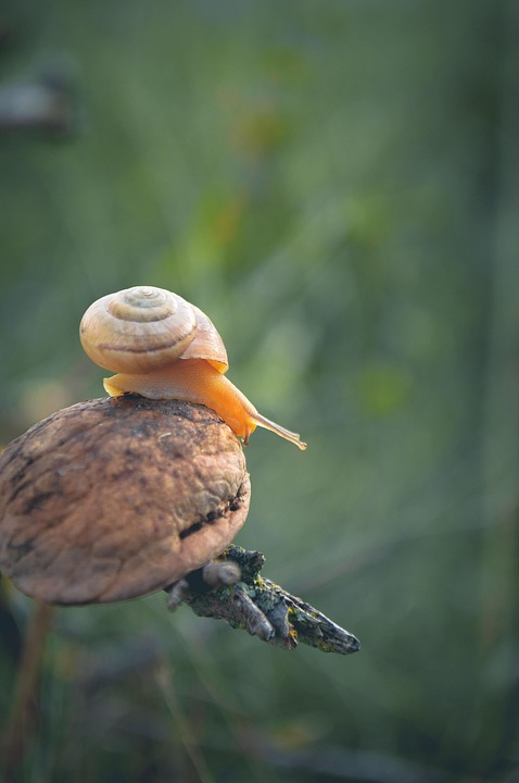 Snail Clam Sink - Free photo on Pixabay