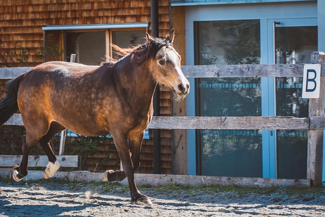 Caballo Poni Granja - Foto gratis en Pixabay