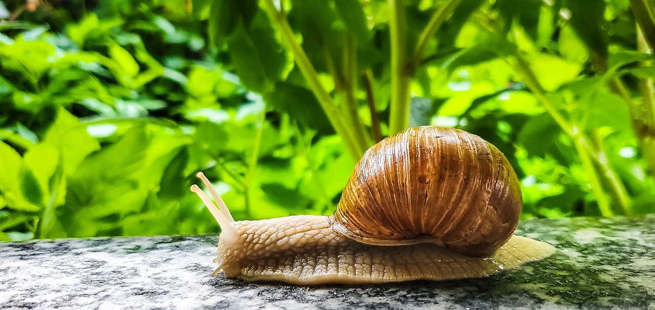 Snail Mollusk Shell - Free photo on Pixabay - Pixabay