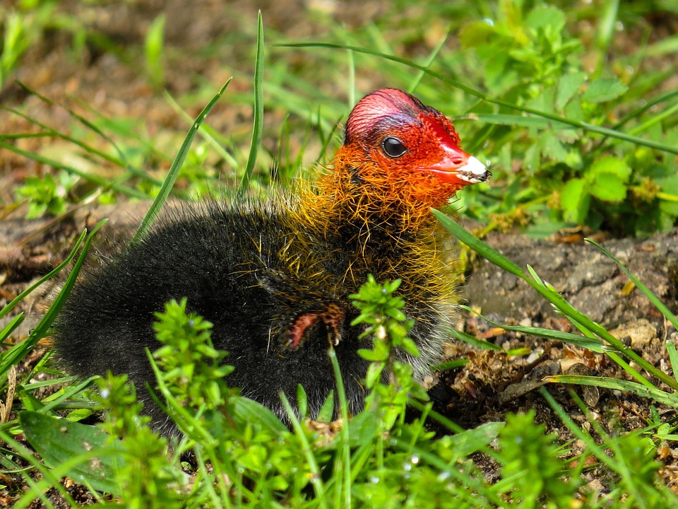 Guinea Fowl Chick Bird - Free photo on Pixabay - Pixabay