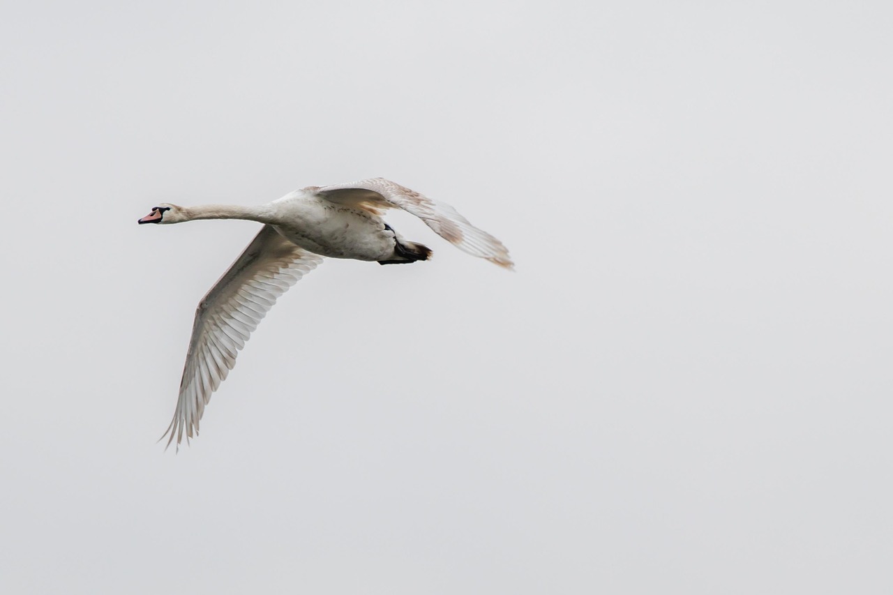 50,000+ Free 4K Wallpaper Swan & Beautiful Wallpaper Images - Pixabay
