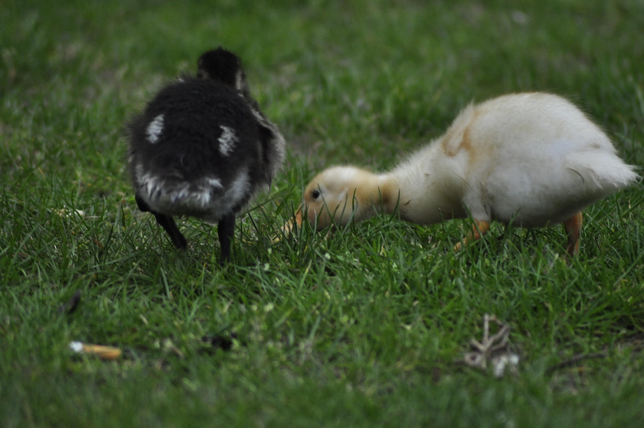 Duck Nature - Free photo on Pixabay - Pixabay