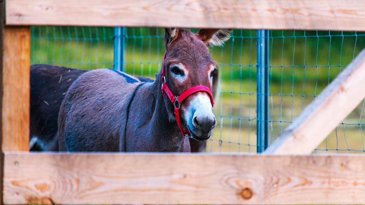 1,000+ Free Martina Franca Donkey & Donkey Images - Pixabay