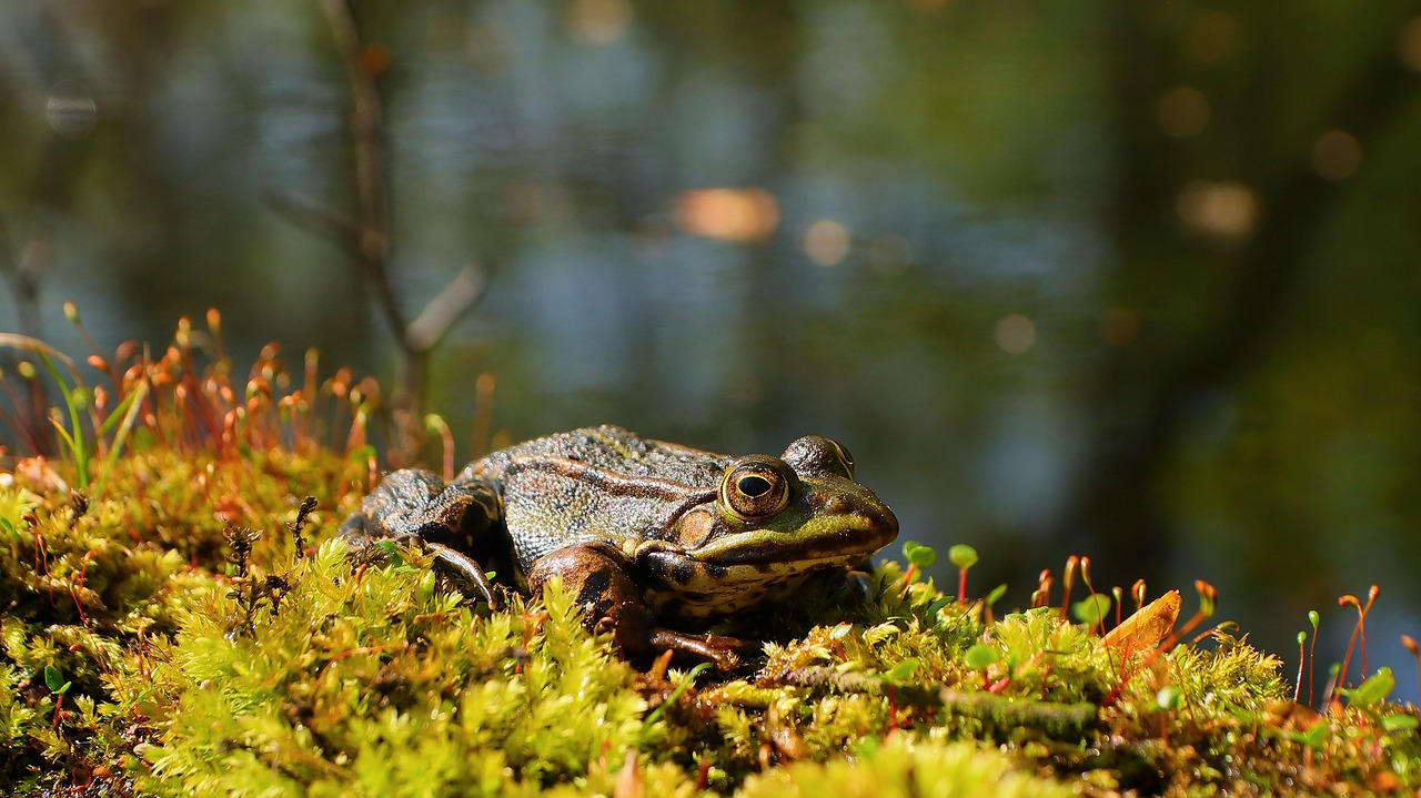 Rã Anfíbio Animal - Foto gratuita no Pixabay - Pixabay