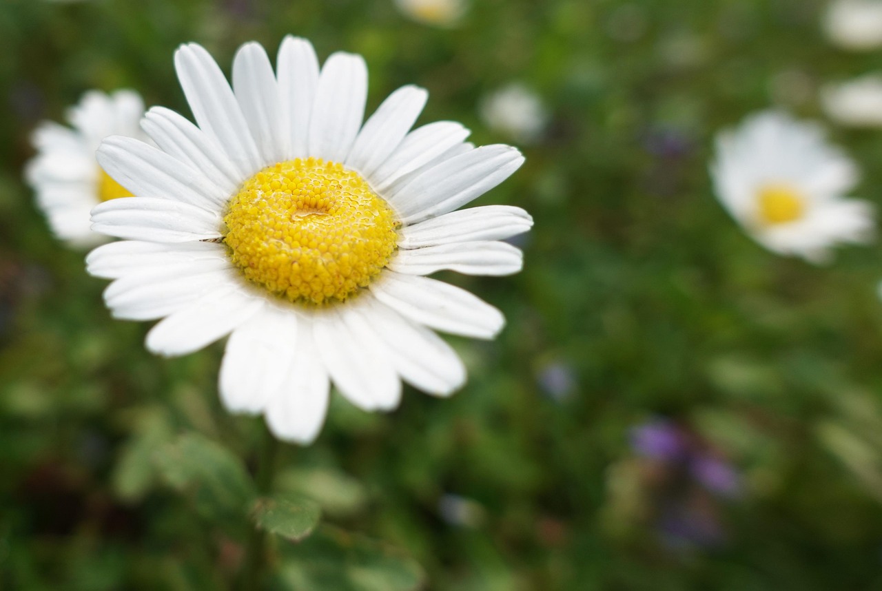 Blomma Natur Leucanthemum - Gratis foto på Pixabay - Pixabay