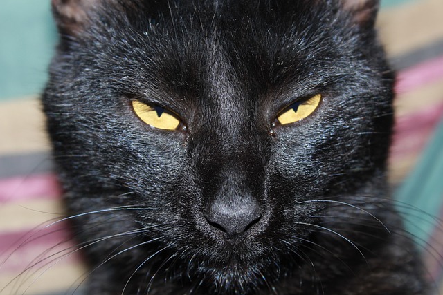 Kucing Hitam Maskot - Foto gratis di Pixabay - Pixabay
