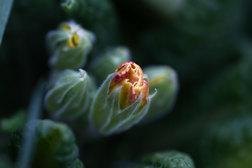 Flower Buds Blooming Flowers - Free photo on Pixabay - Pixabay