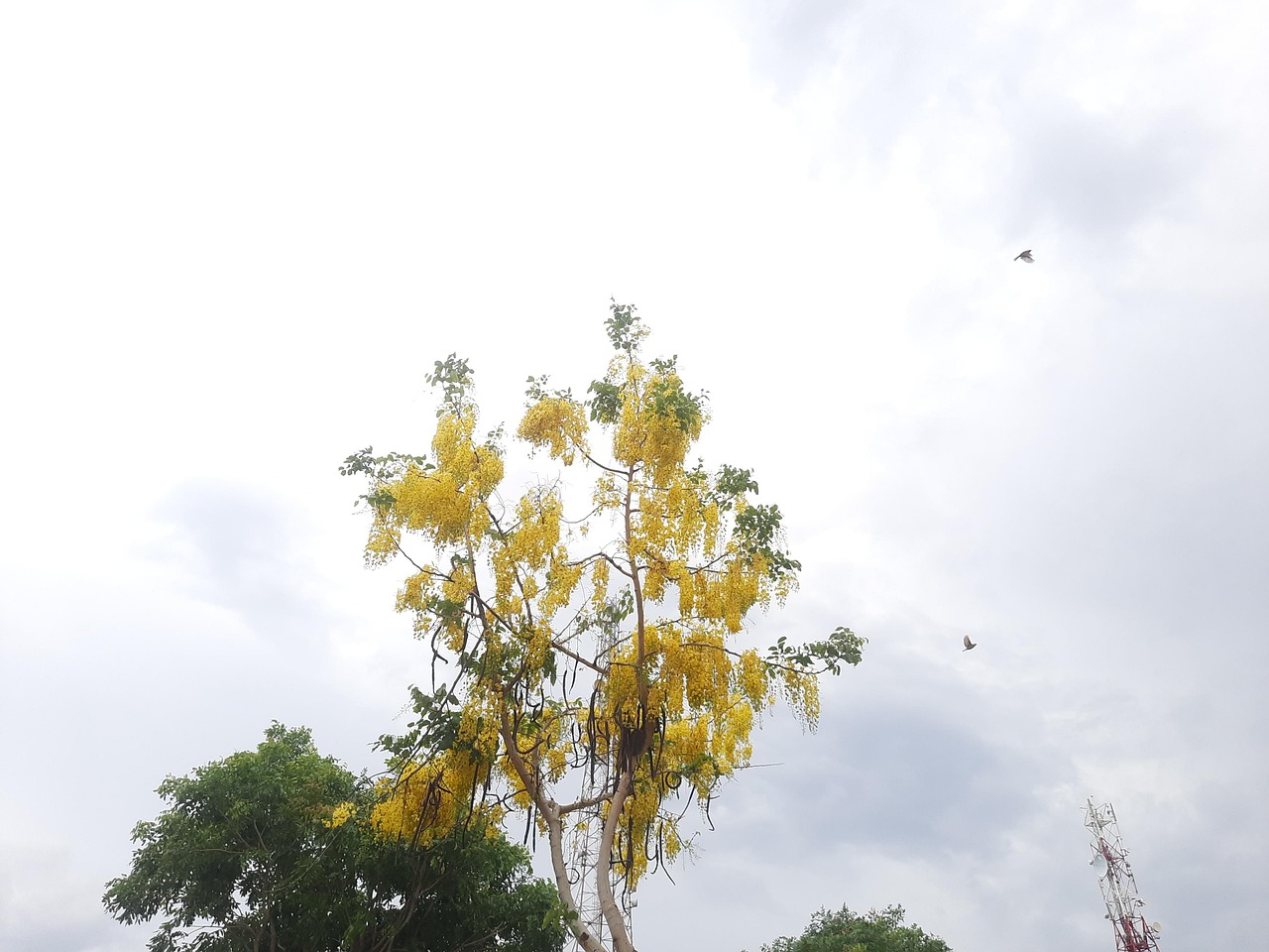 Cassia Fistula Bunga Pohon - Foto gratis di Pixabay - Pixabay