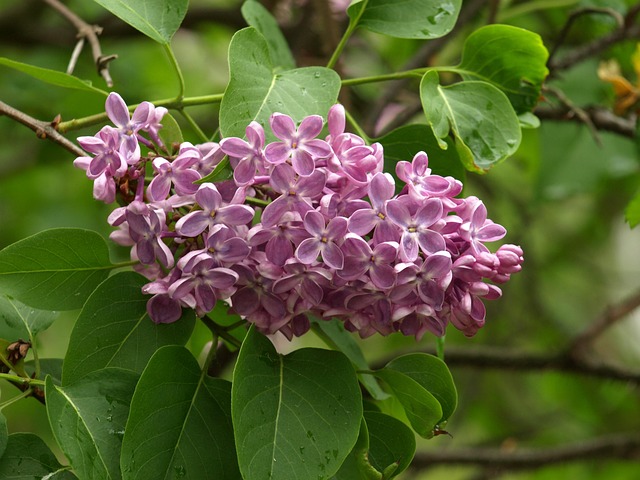 Lilás Flores Jardim - Foto gratuita no Pixabay - Pixabay