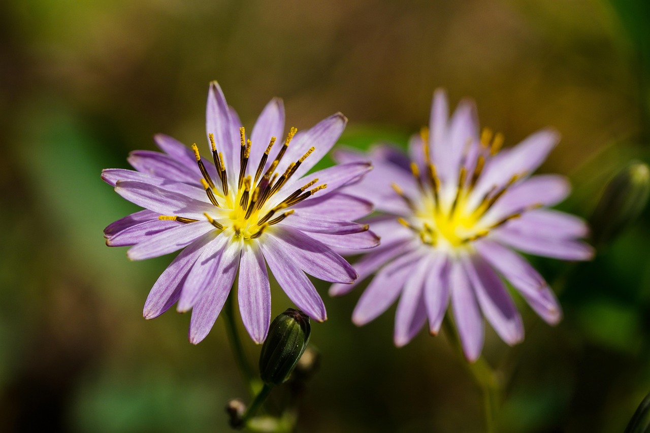 Bunga-Bunga Kelopak Pertumbuhan - Foto gratis di Pixabay - Pixabay
